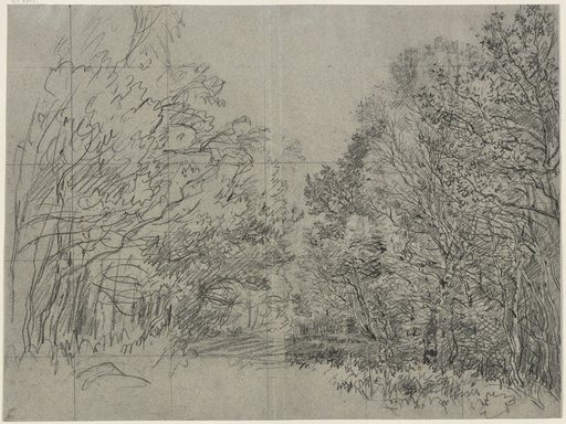 Forest section - Digital Collection