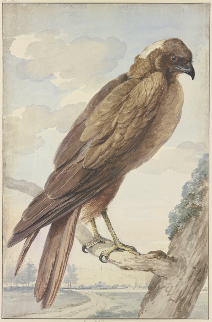 Aert Schouman - Digitale Sammlung