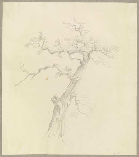 Nearly dead tree - Digital Collection