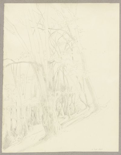 Forest section on a slope - Digital Collection