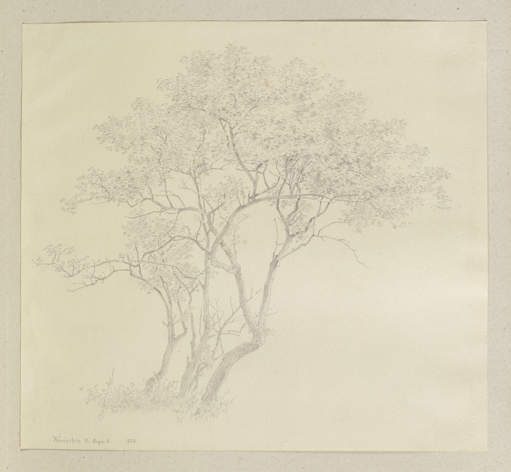 Group of young trees - Digital Collection