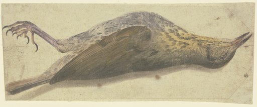 Dead thrush - Digital Collection