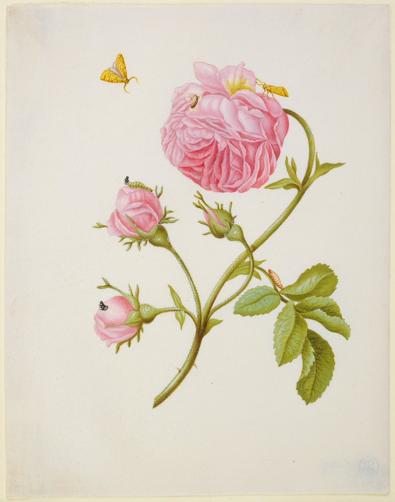 Still Life with Bouquet of Flowers - Digital Collection