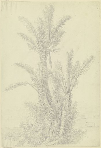 Palm group near Vico - Digital Collection
